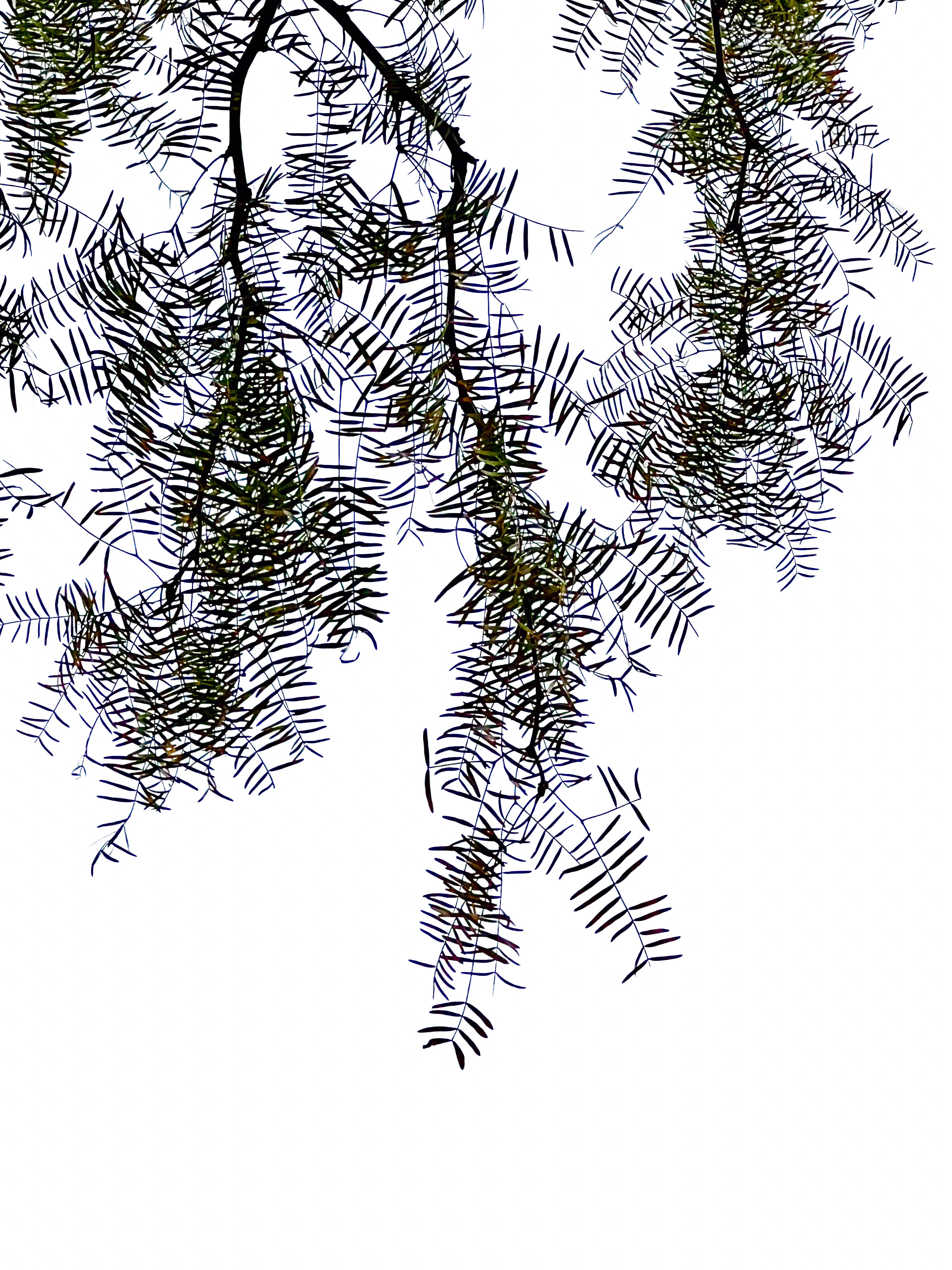 Dangling Participle by Gail Purdy – January House Literary Journal